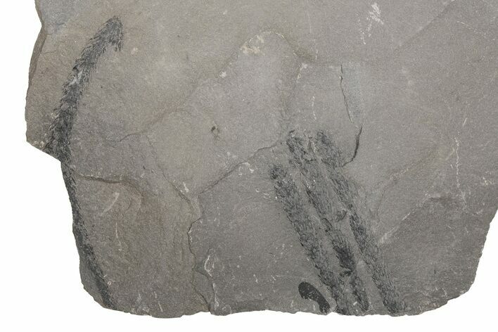 6.9" Pennsylvanian Fossil Scale Tree (Lepidodendron) Plate - Kentucky ...