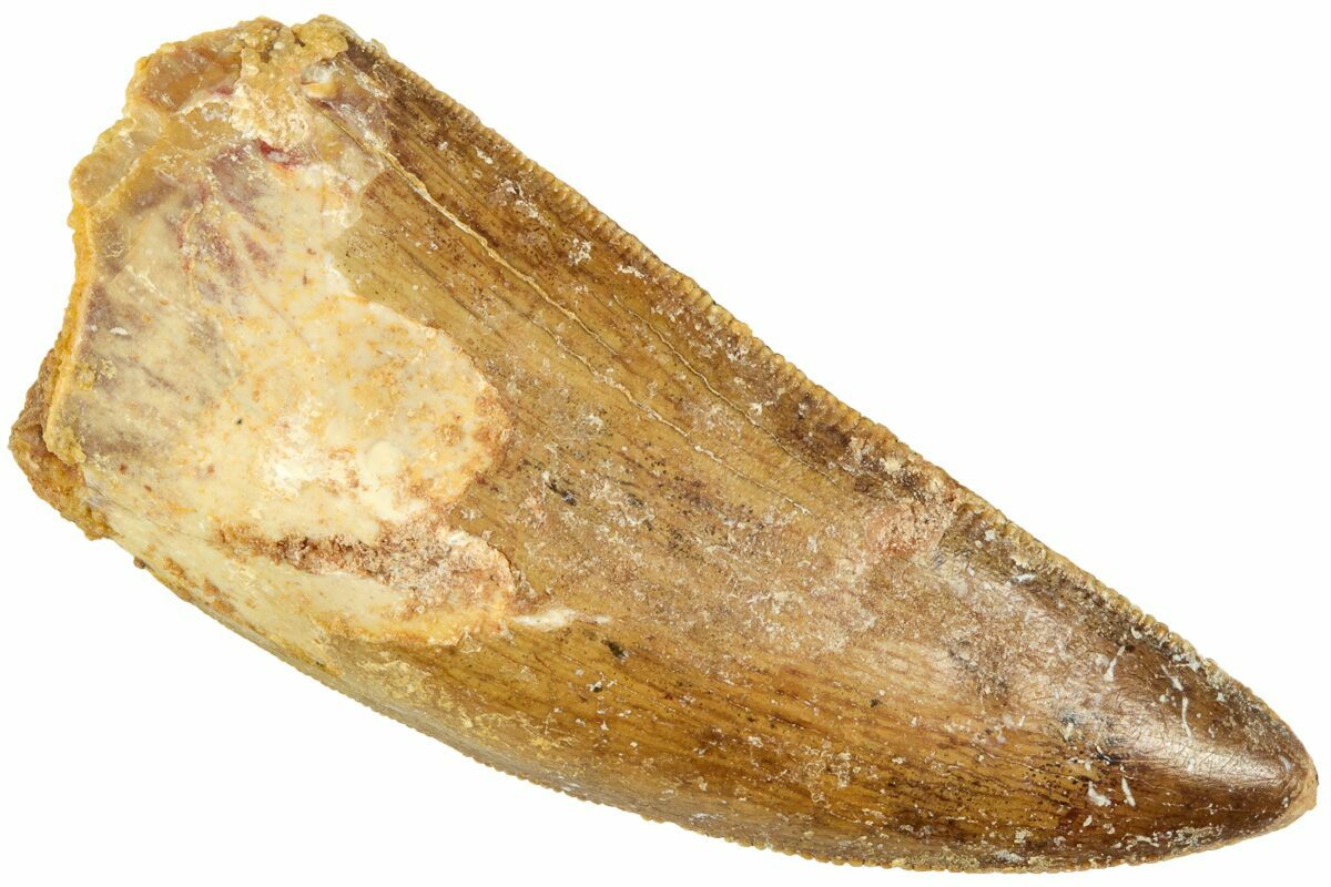 Serrated, 1.83" Carcharodontosaurus Tooth (#214426) For Sale ...