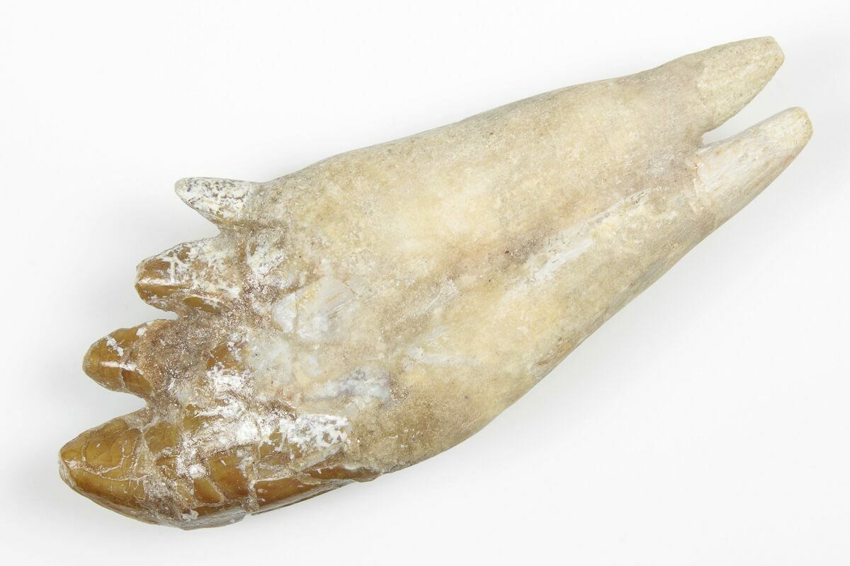 3.5" Fossil Primitive Whale (Basilosaur) Molar - Morocco (#215105) For ...