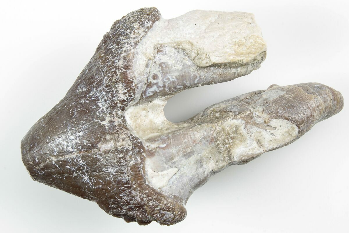 3.75" Fossil Primitive Whale (Pappocetus) Molar - Morocco (#215133) For Sale - FossilEra.com