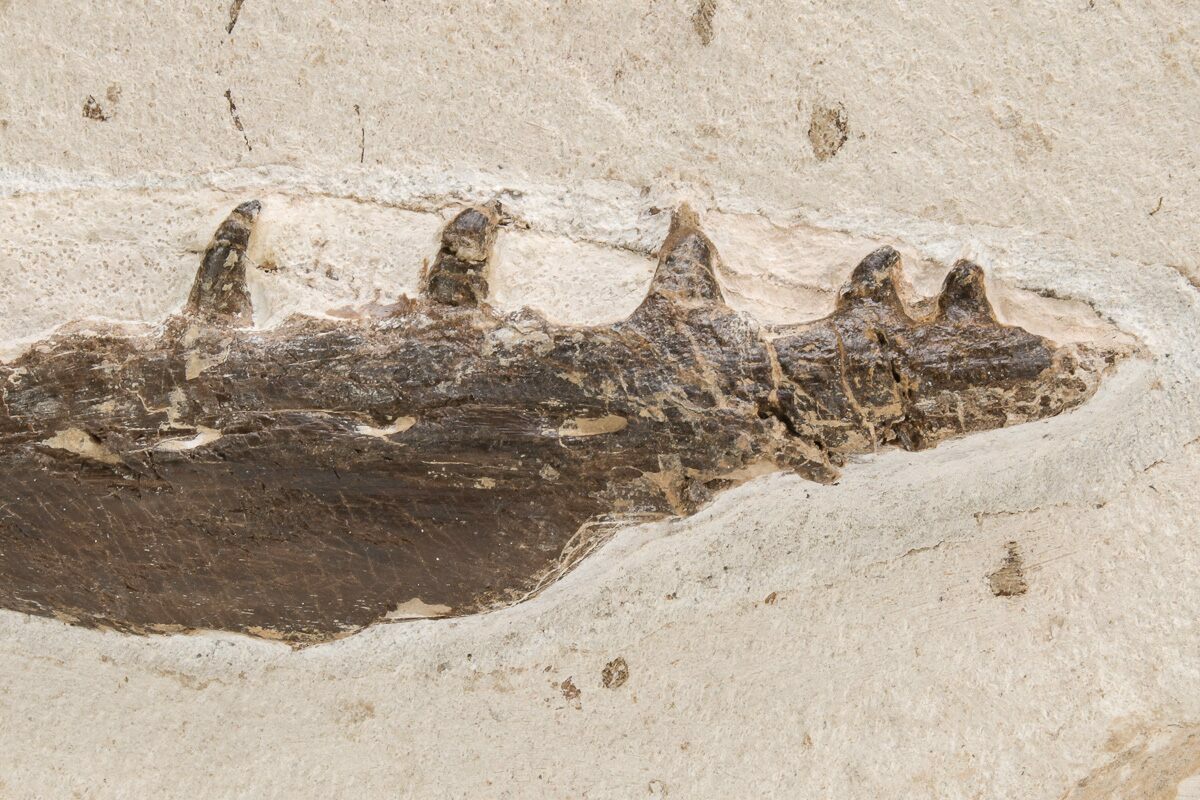 5.4" Fossil Mosasaur (Tethysaurus) Jaw Section - Asfla, Morocco ...