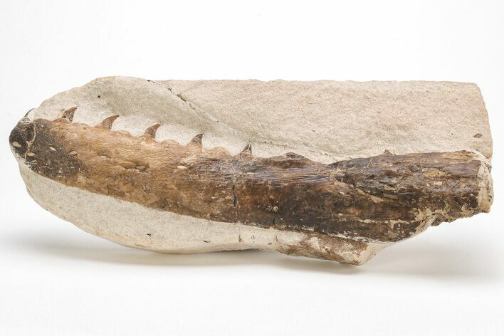 7.8" Fossil Mosasaur (Tethysaurus) Jaw - Asfla, Morocco (#215139) For ...