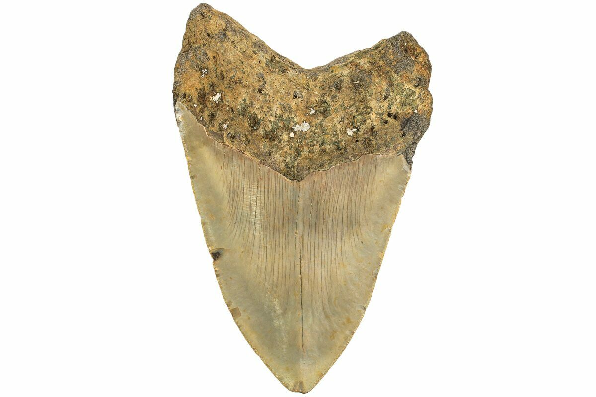 Bargain 489 Fossil Megalodon Tooth North Carolina 204561 For Sale