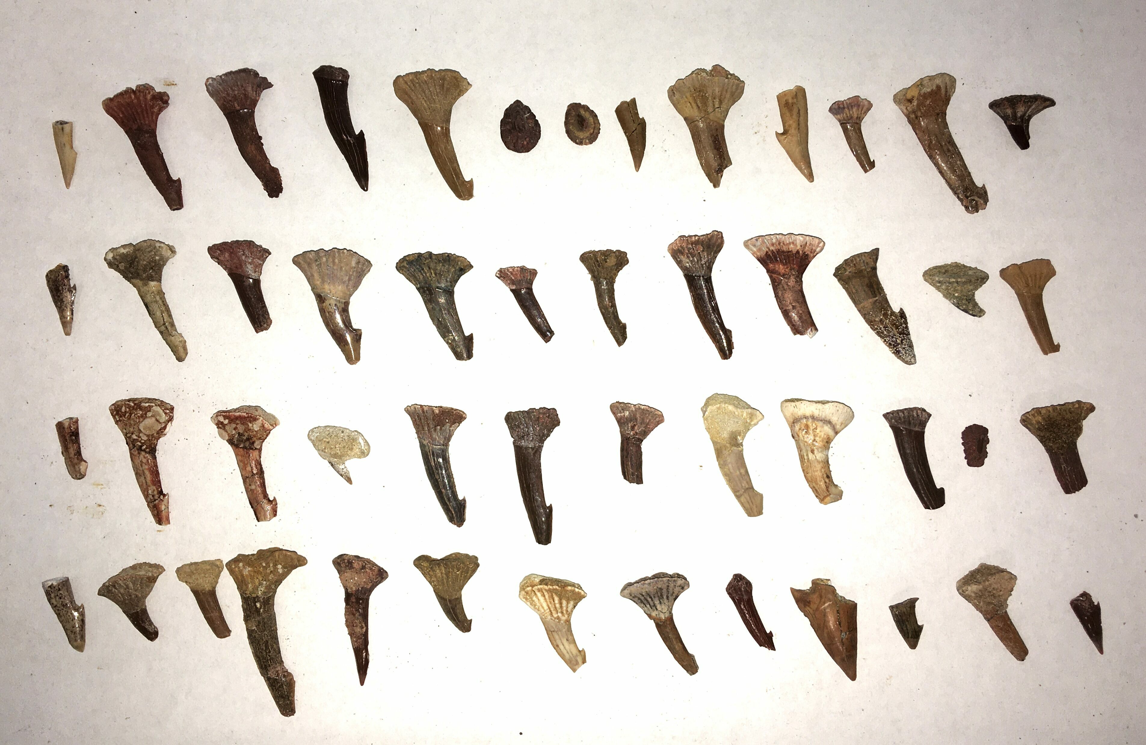 Clearance Lot: Bargain Sawskate (Onchopristis) Rostral Barbs - 50 Ct ...