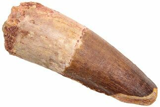 Real Spinosaurus Tooth Necklace - Dinosaur Tooth (#96072) For Sale ...