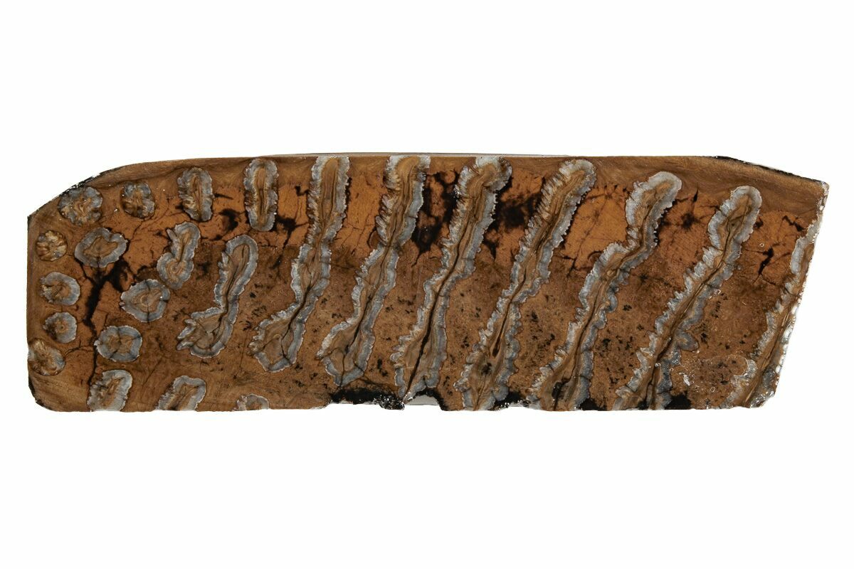 5.4" Woolly Mammoth Molar Slab - Siberia (#215400) For Sale - FossilEra.com