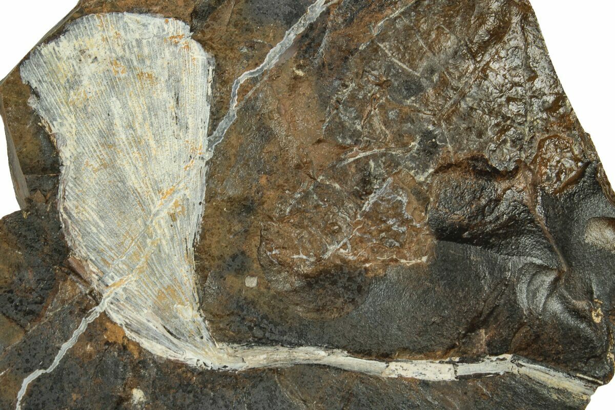 3.1" Fossil Ginkgo Leaf From North Dakota - Paleocene (#215469) For ...