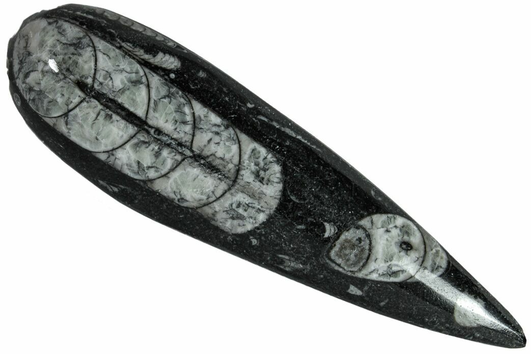 4.7" Polished Fossil Orthoceras (Cephalopod) - Morocco (#216167) For Sale - FossilEra.com