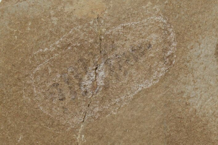.97" Jurassic Fossil Insect - Sundance Formation, Wyoming (#216415) For ...