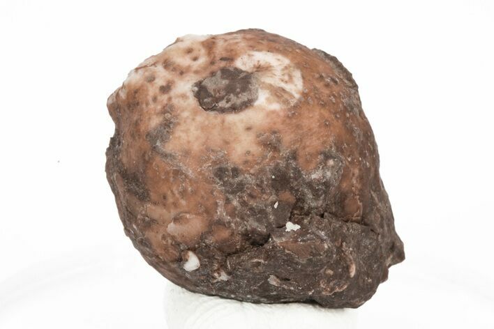 .9" Ordovician Cystoid (Eucystis) Fossil - Sweden (#216499) For Sale ...