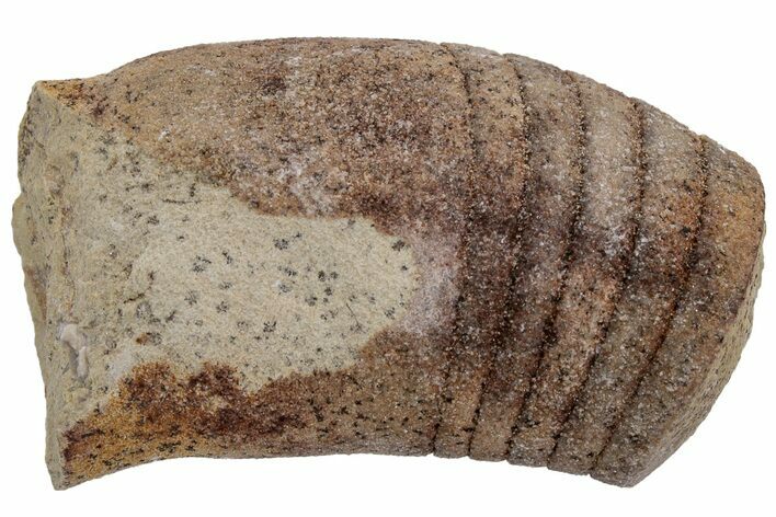 1.45" Ordovician Oncoceratid (Beloitoceras) Fossil - Wisconsin (#216365 ...