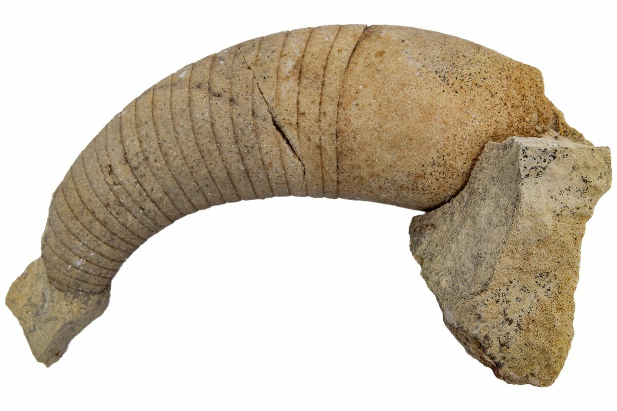 2.2" Ordovician Oncoceratid (Beloitoceras) Fossil - Wisconsin (#216368 ...