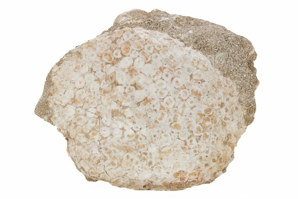 3.4" Fossil Crusher Fish (Eodiaphyodus) Mouth Plate - Morocco (#217511 ...