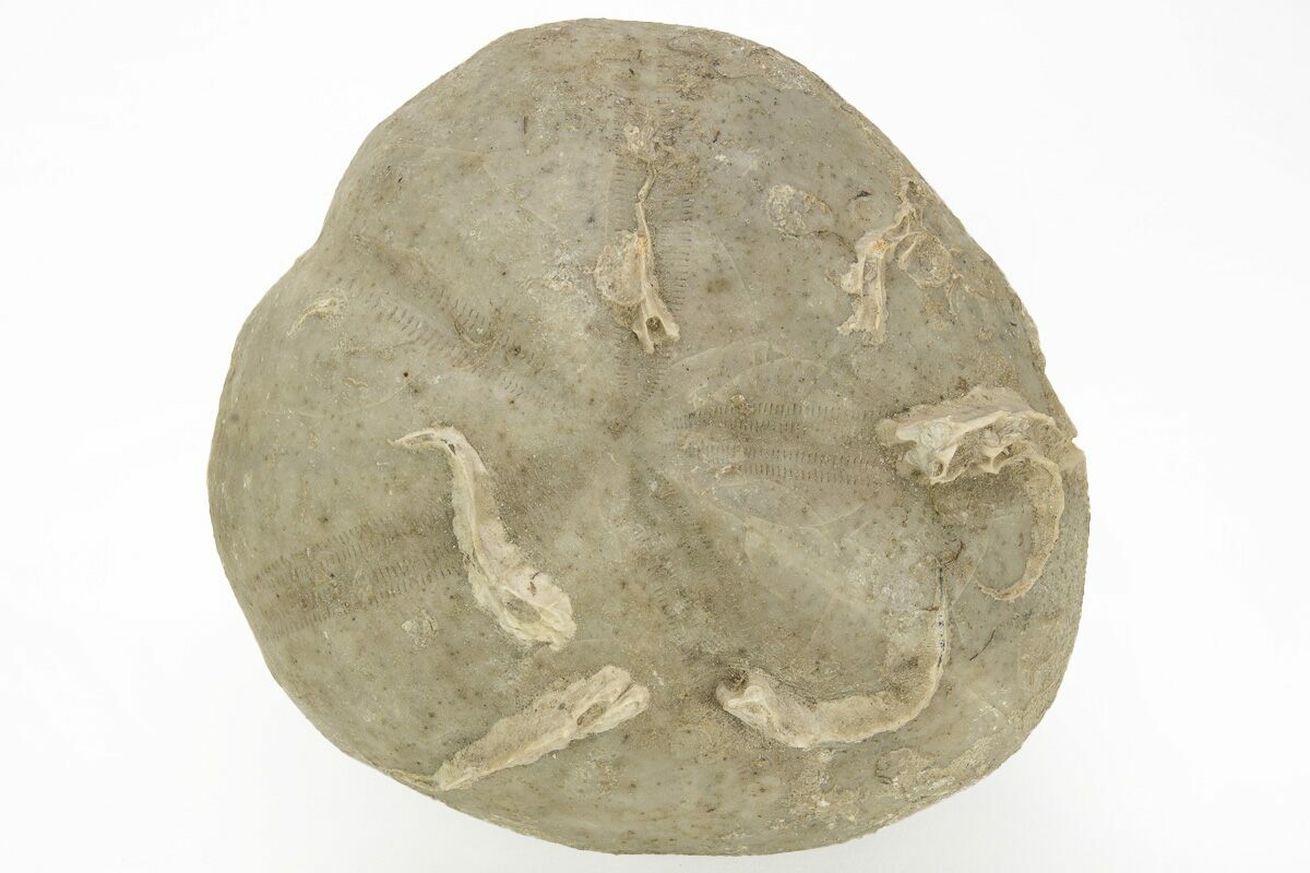 3.2" Cretaceous Sea Urchin (Macraster) Fossil - Texas (#217938) For ...