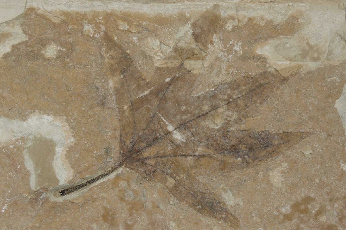 4" Fossil Sycamore (Macginitiea) Leaf - Green River Formation, Utah ...