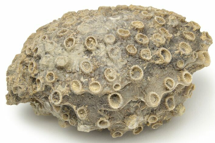 3.9" Devonian Fossil Rugose Coral (Pachyphyllum) - Iowa (#216621) For ...