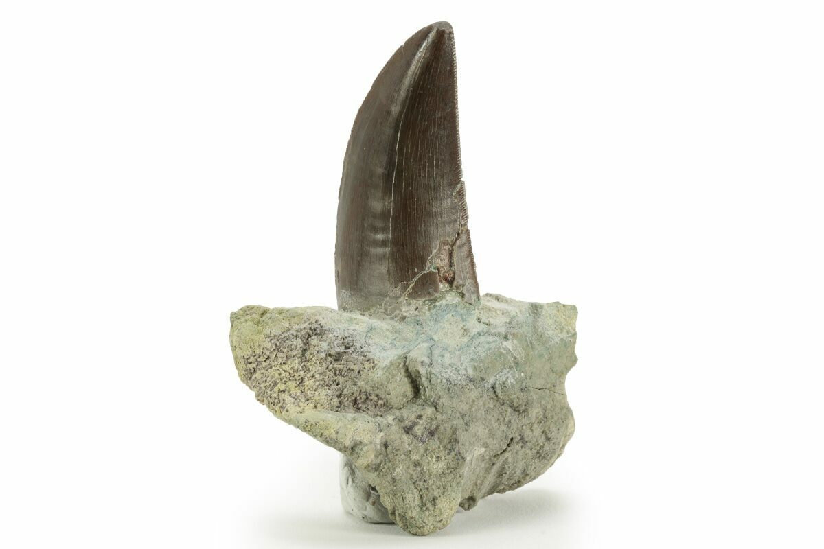 1.9" Serrated Dinosaur (Allosaurus) Tooth - Colorado (#218334) For Sale ...