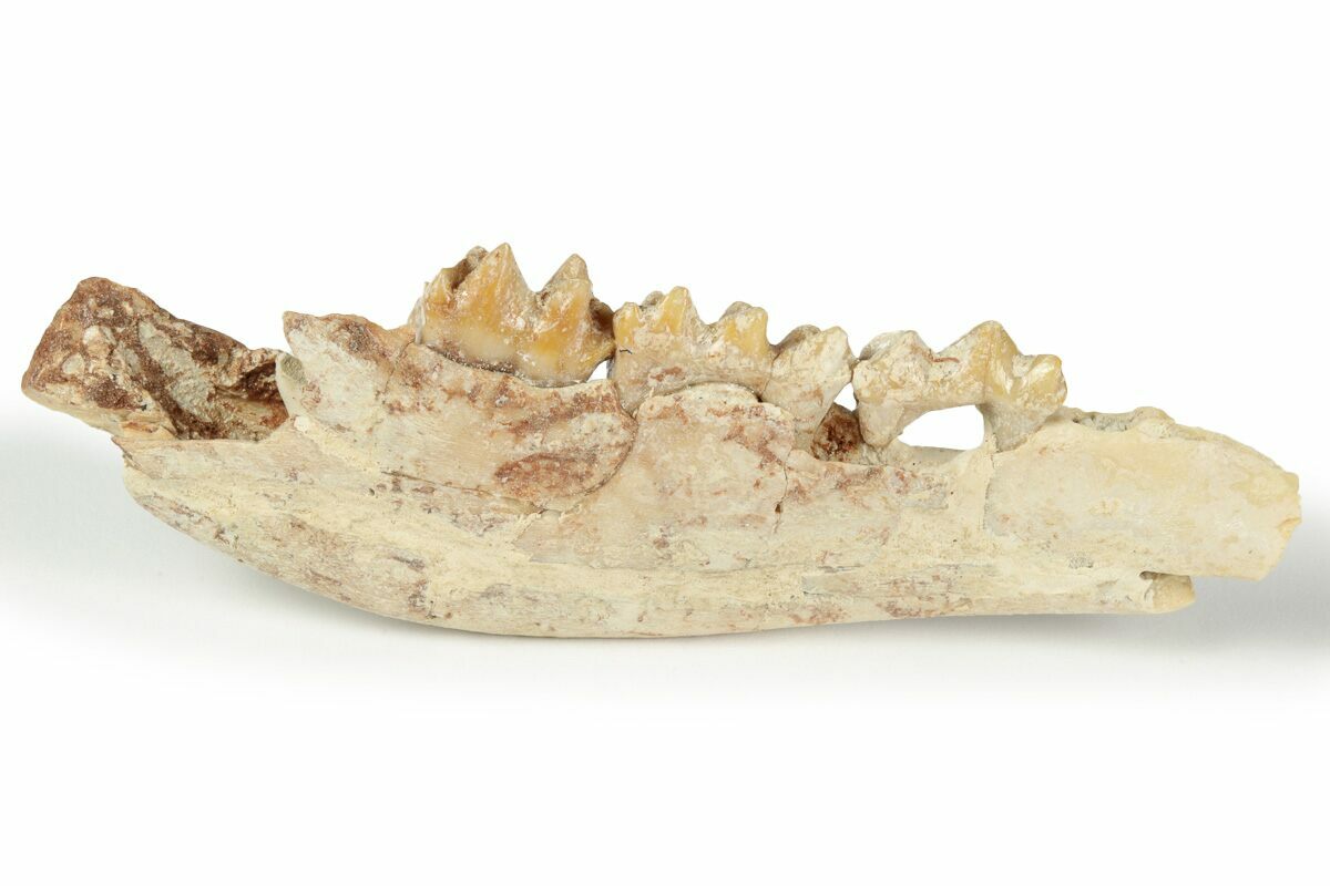 3.06" Fossil Early Ungulate (Bachitherium) Jaw - France (#218517) For ...