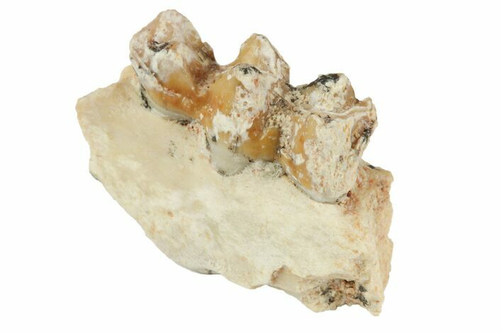 .84" Fossil Early Ungulate (Bachitherium) Jaw - France (#218518) For ...