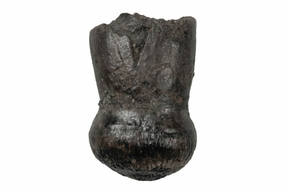 .4" Partially Rooted Alligatoroid (Brachychampsa) Tooth - Montana ...