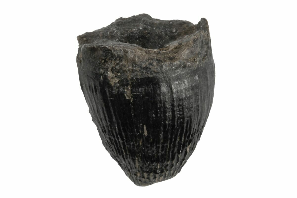 .4" Cretaceous Alligatoroid (Brachychampsa) Tooth - Montana (#218555 ...