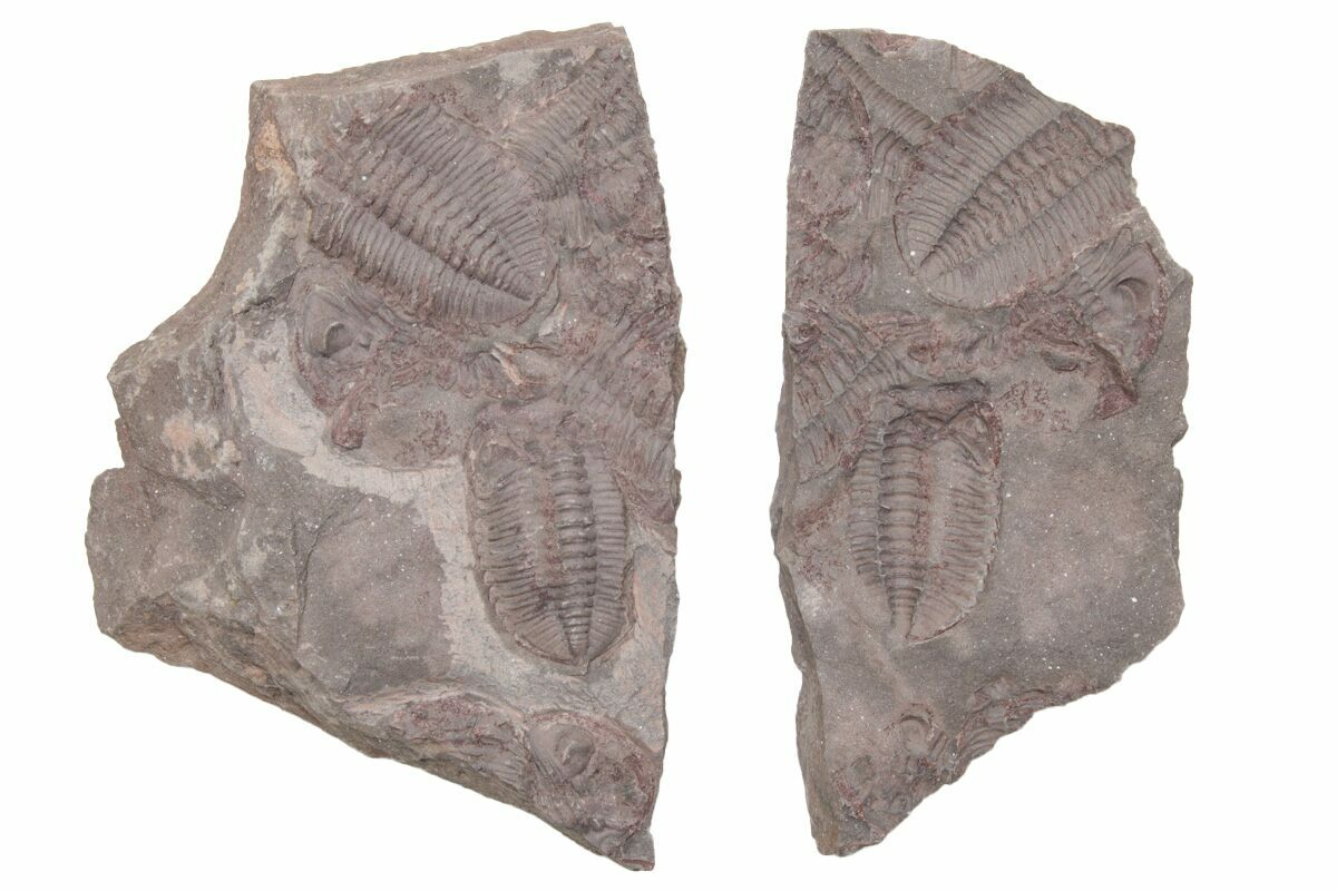 3.5" Ordovician Trilobite Mortality Plate (Pos/Neg) - Morocco (#218670 ...