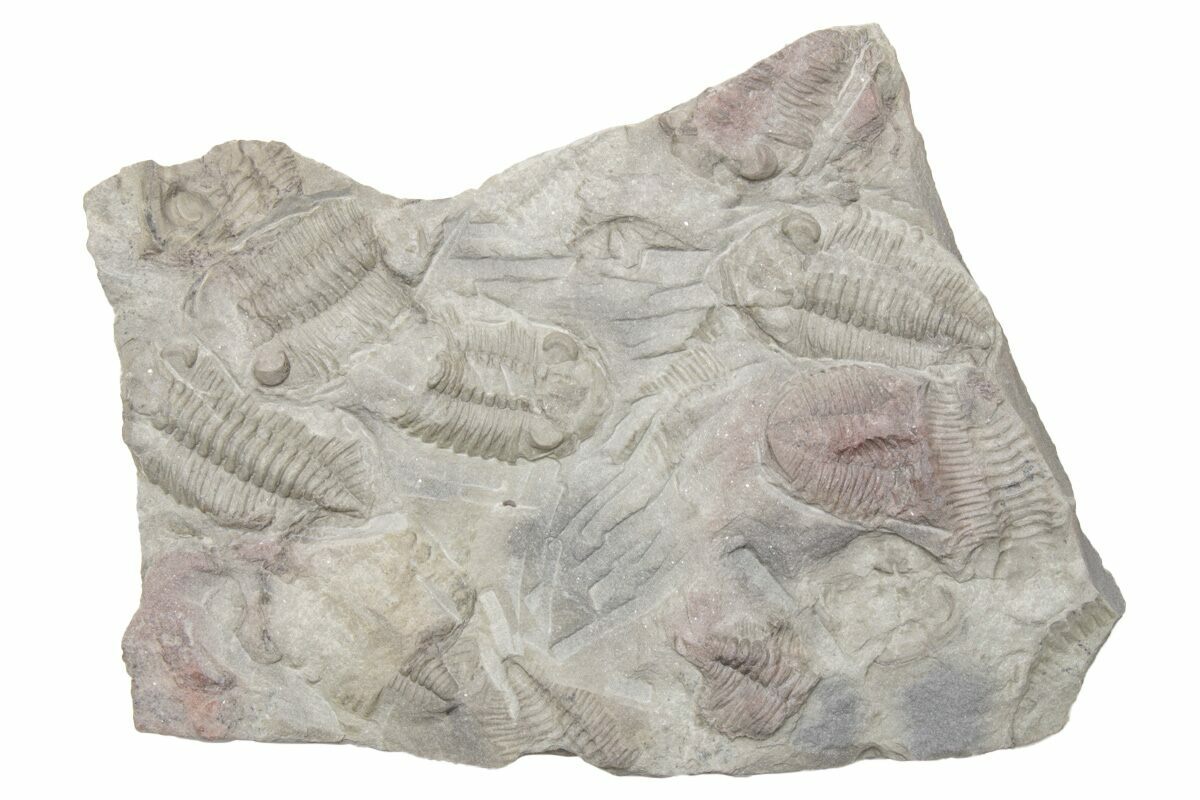 4.6" Ordovician Trilobite Mortality Plate - Tafraoute, Morocco (#218703 ...