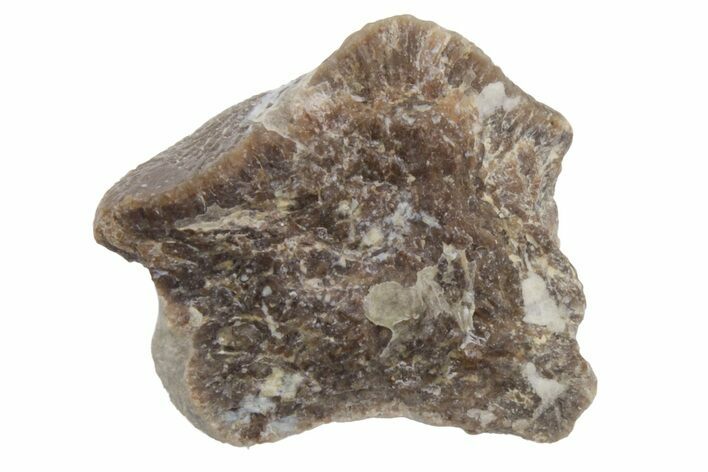 .41" Fossil Crusher Shark (Ptychodus) Tooth - Kansas (#218591) For Sale ...