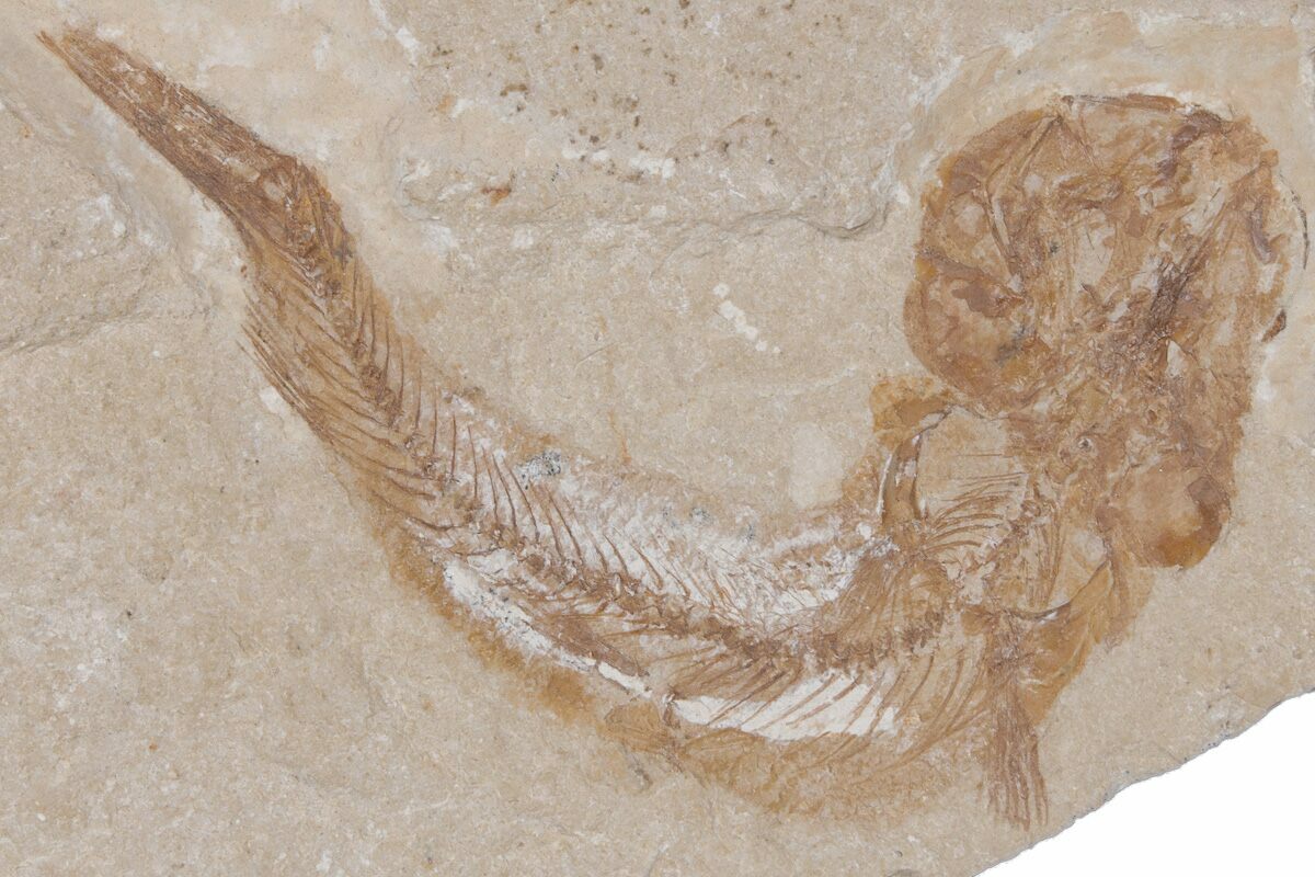 2.2" Cretaceous Fossil Fish - Lebanon (#218846) For Sale - FossilEra.com