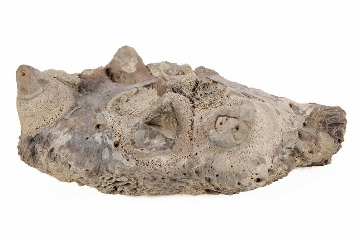 1.9" Monster Fish (Pachyrhizodus) Pre-Maxillary Bone - Kansas (#218797 ...