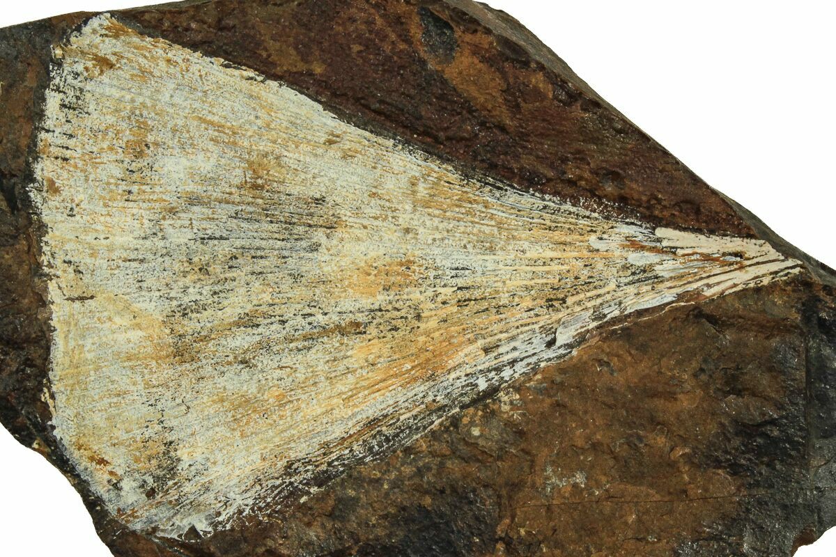 2.15" Fossil Ginkgo Leaf From North Dakota - Paleocene (#215502) For ...