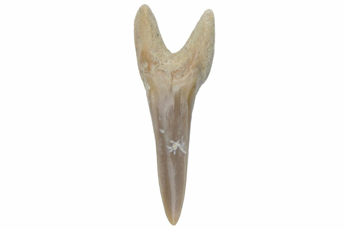 1" Fossil Ginsu Shark (Cretoxyrhina) Tooth - Kansas (#219138) For Sale ...