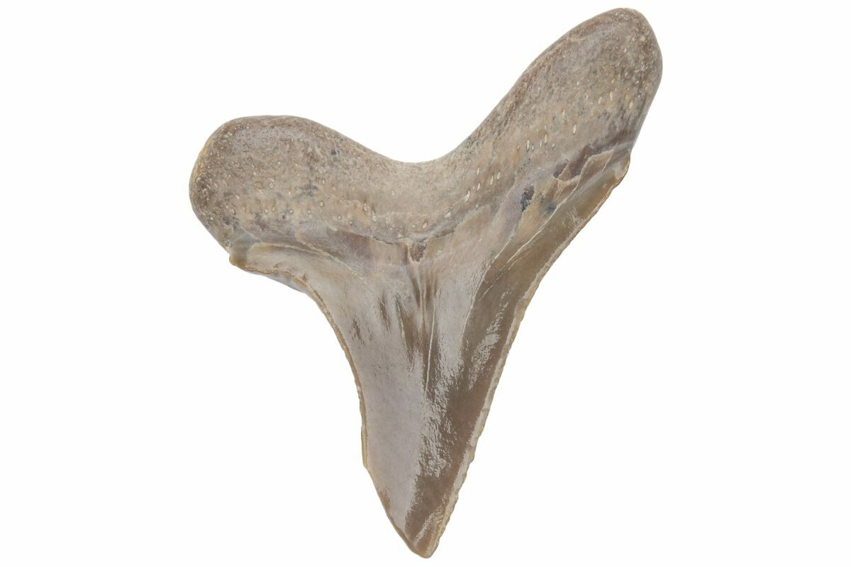 .8" Fossil Ginsu Shark (Cretoxyrhina) Tooth - Kansas (#219176) For Sale ...