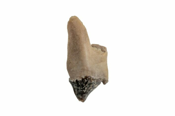 .25" Juvenile Didelphodon Tooth - Cretaceous Marsupial Mammal (#219179 ...