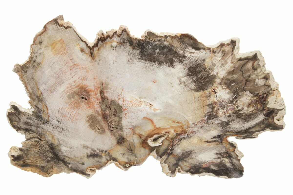 8.5" Petrified Wood (Beech) Slab - Deschutes River, Oregon (#219322 ...