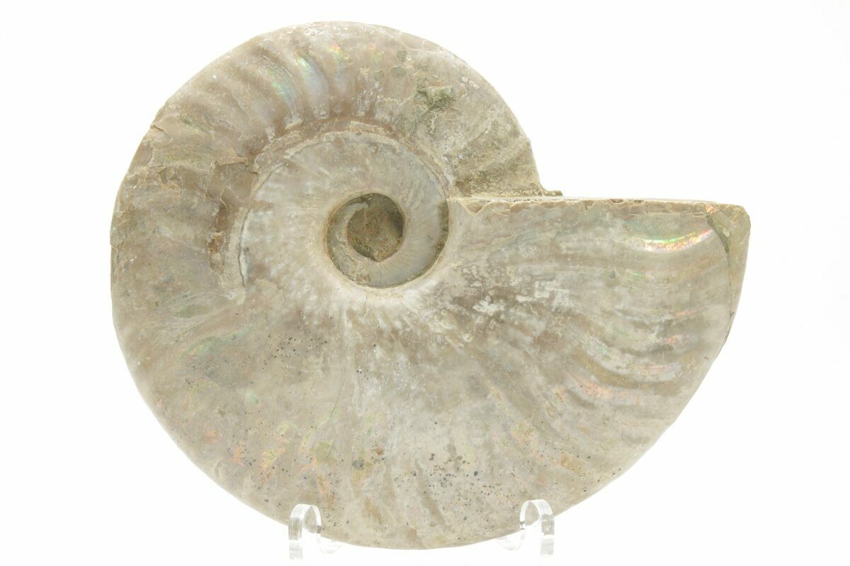 4.6" Silver Iridescent Ammonite (Cleoniceras) Fossil - Madagascar ...
