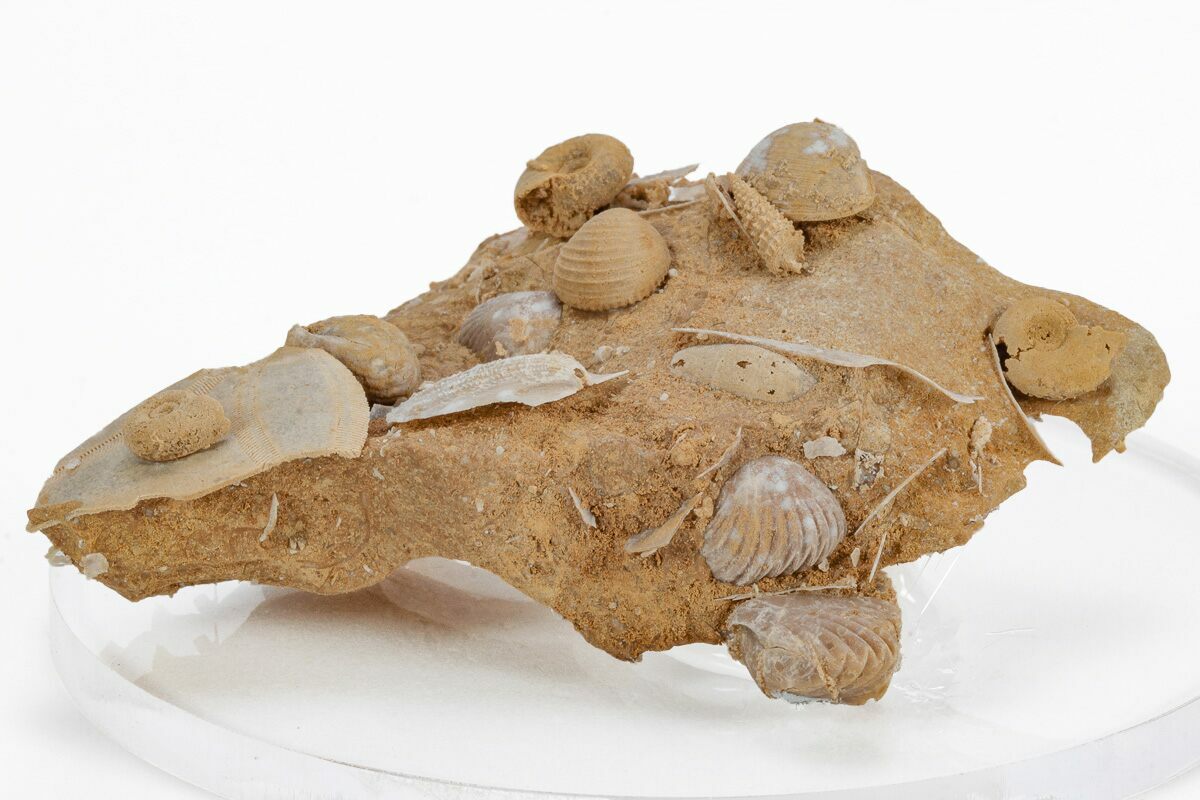 3.55" Miniature Fossil Cluster (Ammonites, Brachiopods) - France ...