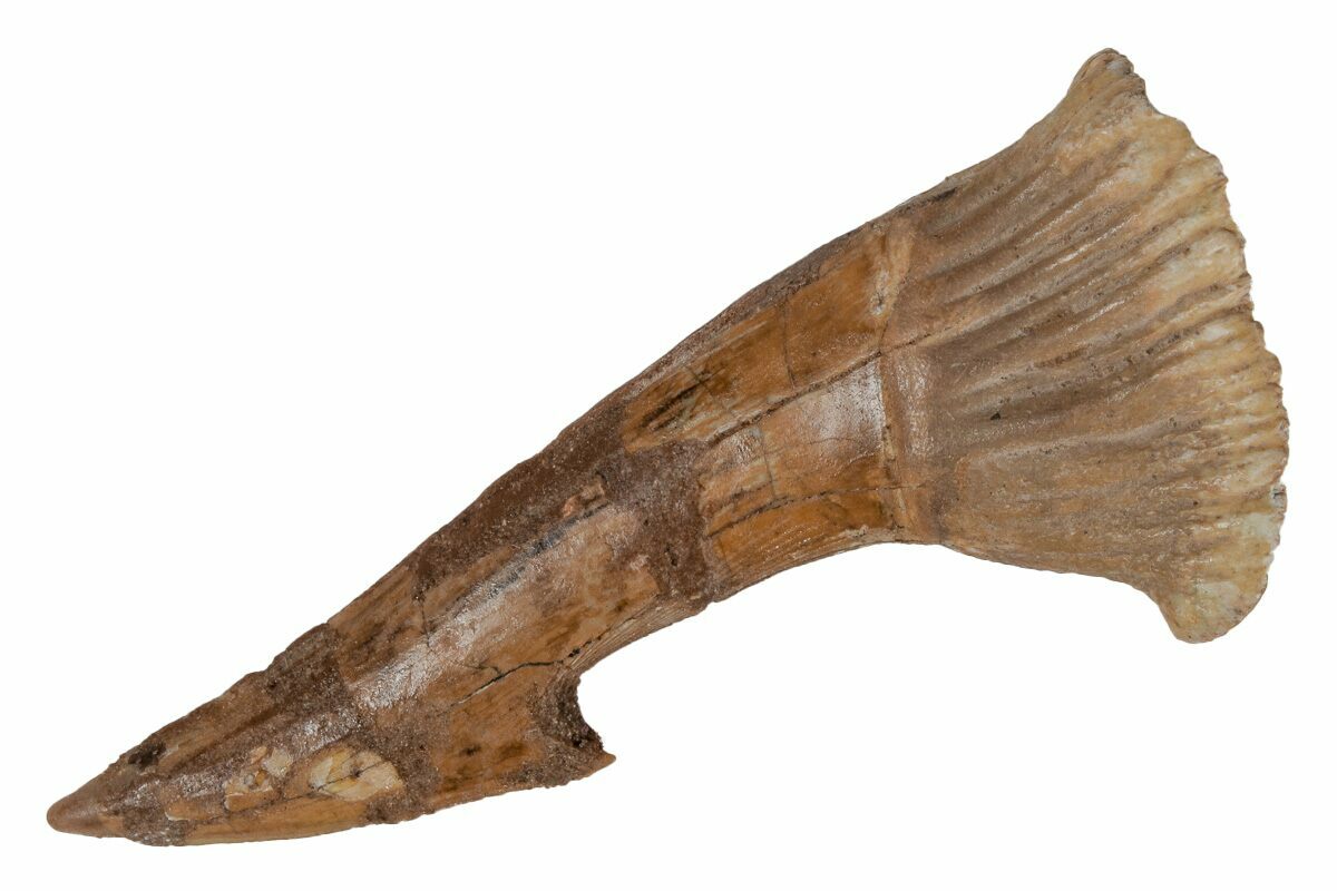 2.87" Fossil Sawfish (Onchopristis) Rostral Barb - Morocco (#219898 ...