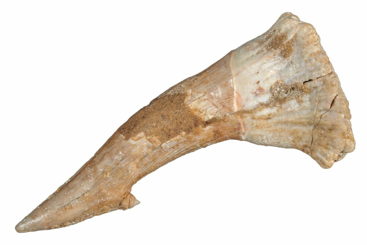2.77" Fossil Sawfish (Onchopristis) Rostral Barb - Morocco (#219903 ...