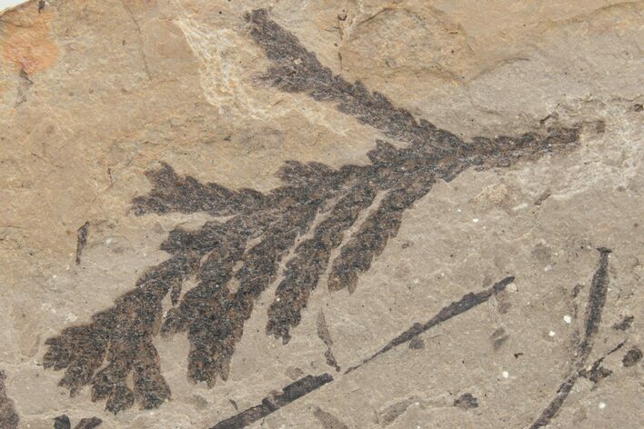 1.8" Cypress (Chamaecyparis) Fossil - McAbee Fossil Beds, BC (#221144 ...