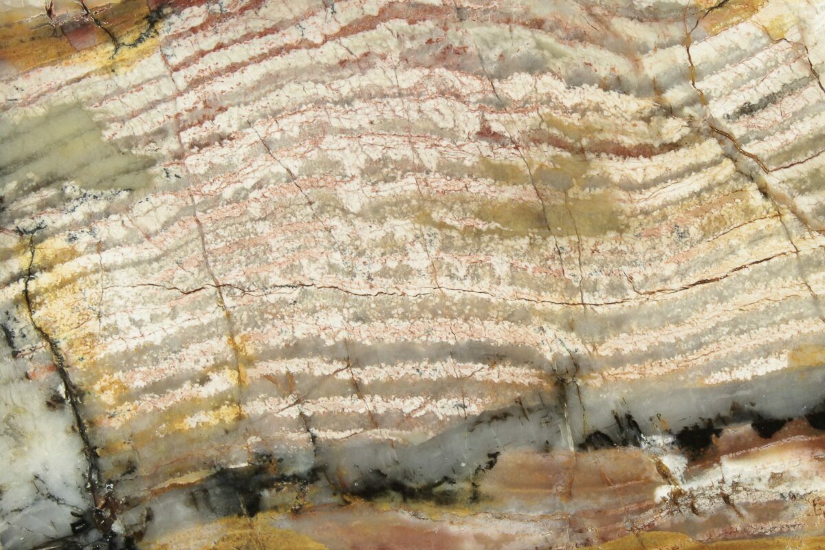 5.7" Polished Strelley Pool Stromatolite Slab - 3.43 Billion Years Old ...