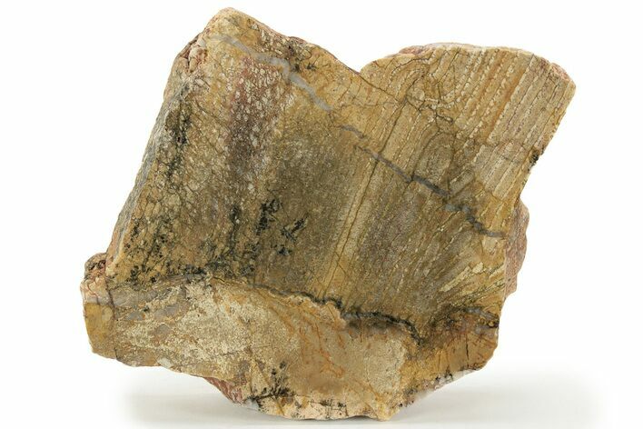 6.1" Strelley Pool Stromatolite Section - 3.43 Billion Years Old ...