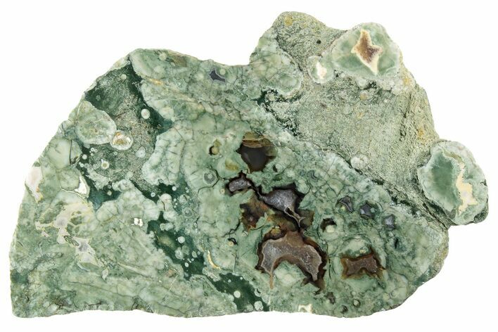6.8" Polished Rainforest Jasper (Rhyolite) Slab - Australia (#221920 ...