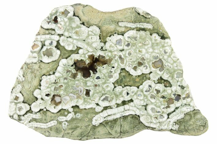 7.2" Polished Rainforest Jasper (Rhyolite) Slab - Australia (#221930 ...