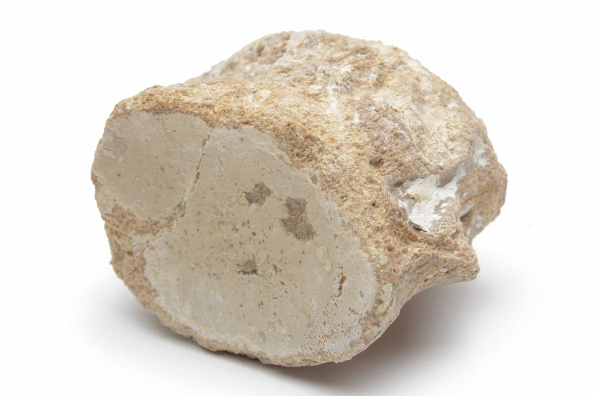 1.58" Fossil Mosasaur (Platecarpus) Caudal Vertebra - Kansas (#221409 ...