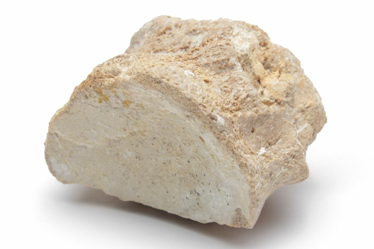 1.71" Fossil Mosasaur (Platecarpus) Caudal Vertebra - Kansas (#221411 ...