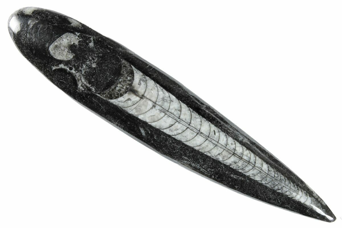 5.9" Polished Fossil Orthoceras (Cephalopod) - Morocco (#216175) For Sale - FossilEra.com