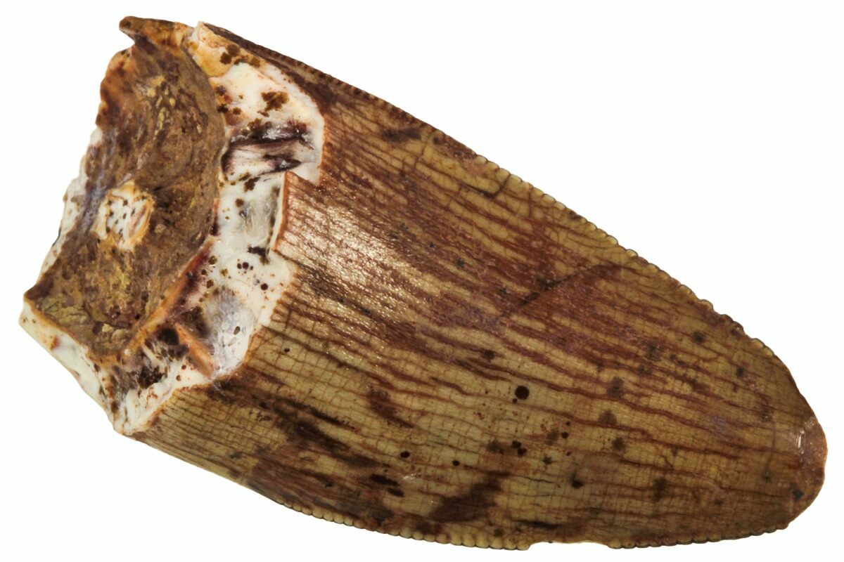 Serrated, 1" Fossil Phytosaur (Redondasaurus) Tooth - New Mexico ...