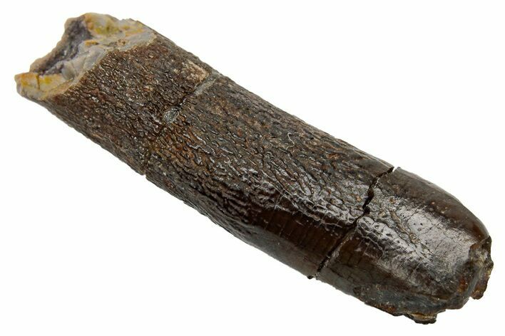 .73" Sauropod Dinosaur (Diplodocus) Tooth - Colorado (#222450) For Sale ...