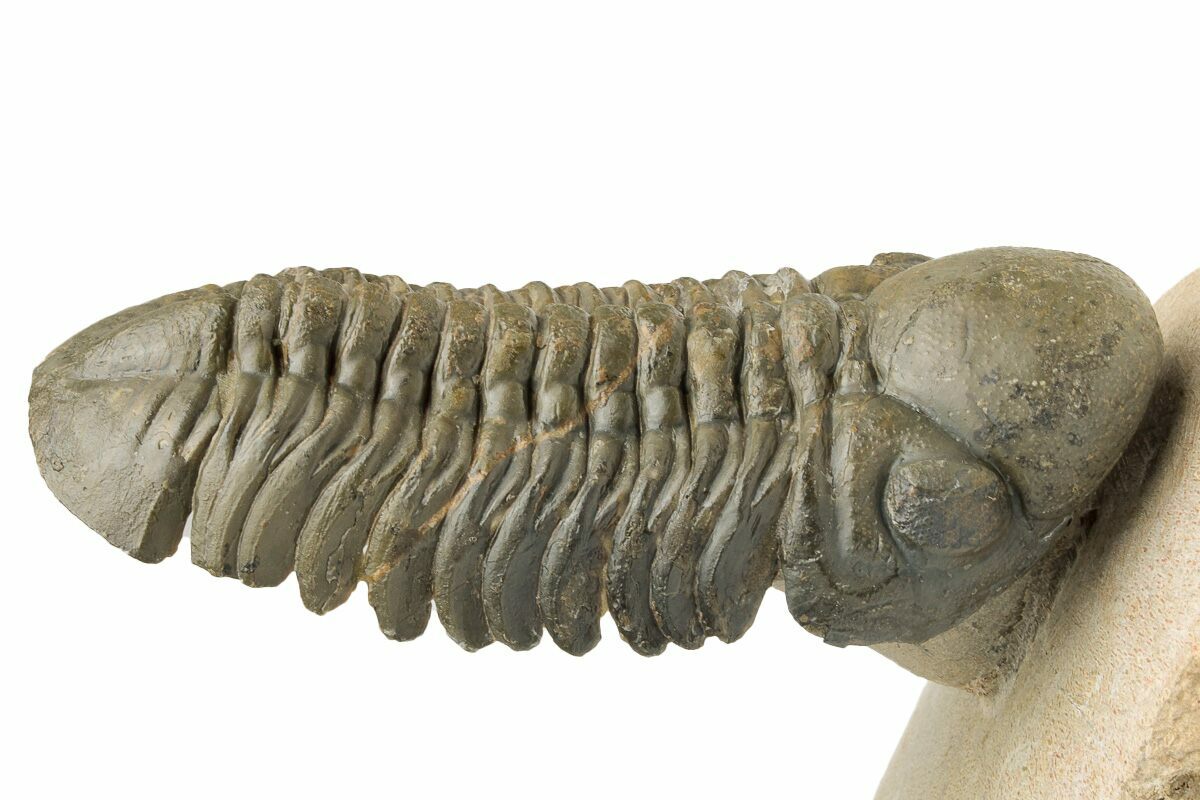3.1" Translucent Reedops Trilobite - Rock Removed From Under Shell ...